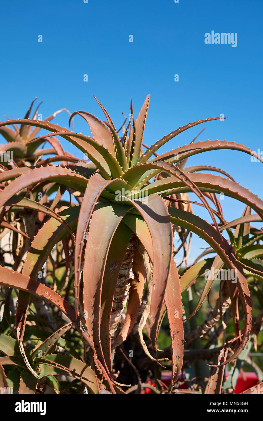 Aloe arborescens plants Stock Photo - Alamy
