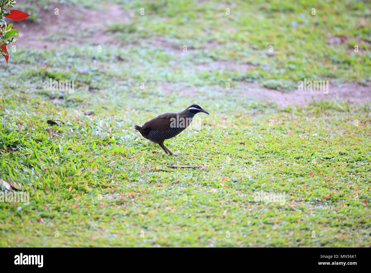 Barred Rail (Gallirallus torquatus) in Luzon, Philippines Stock Photo ...