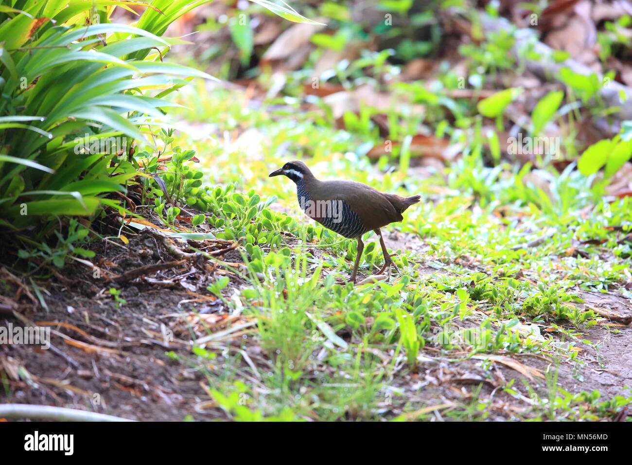 Barred Rail (Gallirallus torquatus) in Luzon, Philippines Stock Photo ...