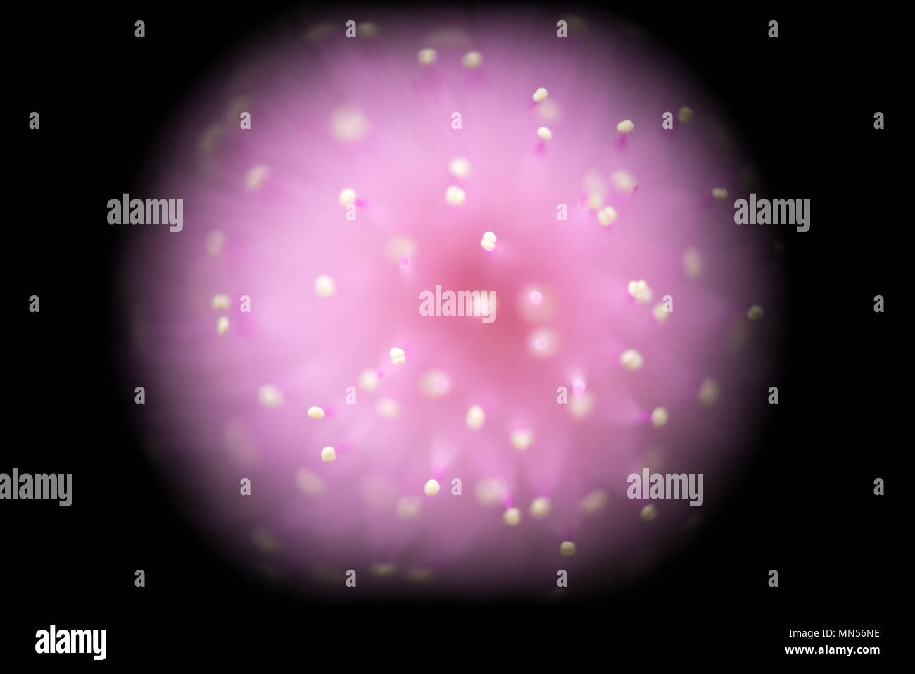 Natural light beautiful scene magnificent pictures Stock Photo - Alamy