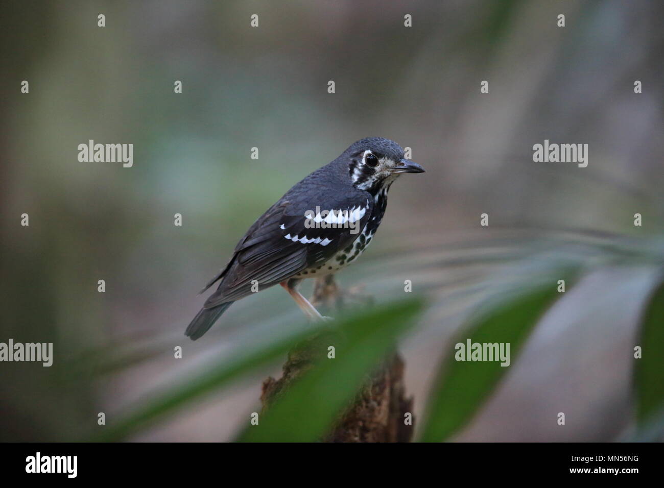 Ashy thrush (Geokichla cinerea) in Luzon, Philippines Stock Photo - Alamy