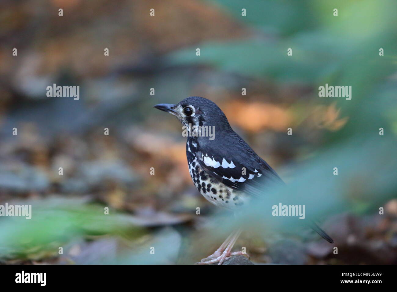 Ashy thrush (Geokichla cinerea) in Luzon, Philippines Stock Photo - Alamy