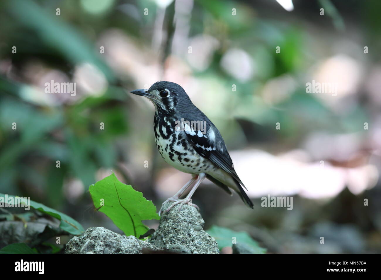 Ashy thrush (Geokichla cinerea) in Luzon, Philippines Stock Photo - Alamy