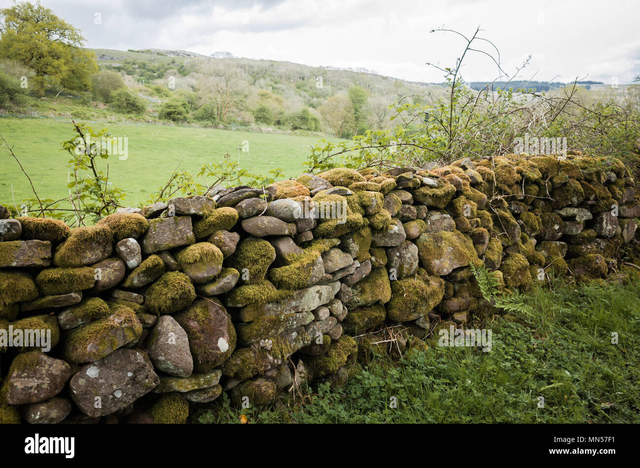 old stone wall in countryside with green and no rain Stock Photo - Alamy