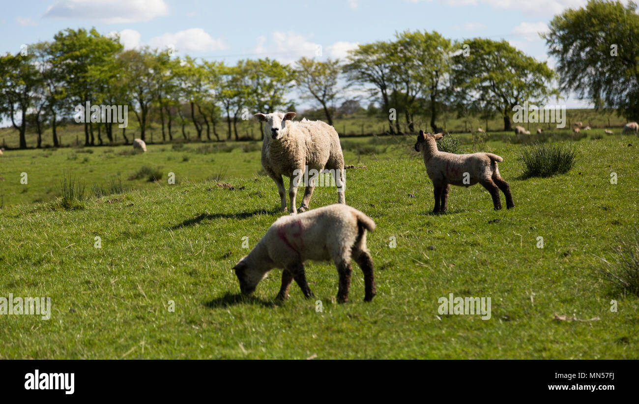 Climbing lamb hi-res stock photography and images - Alamy