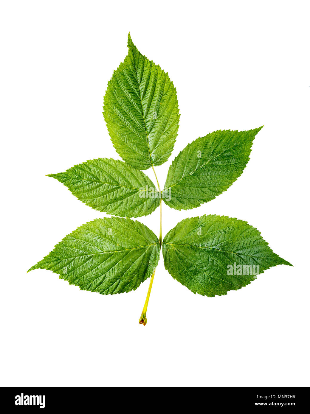 Raspberry leaves isolated on white background Stock Photo - Alamy