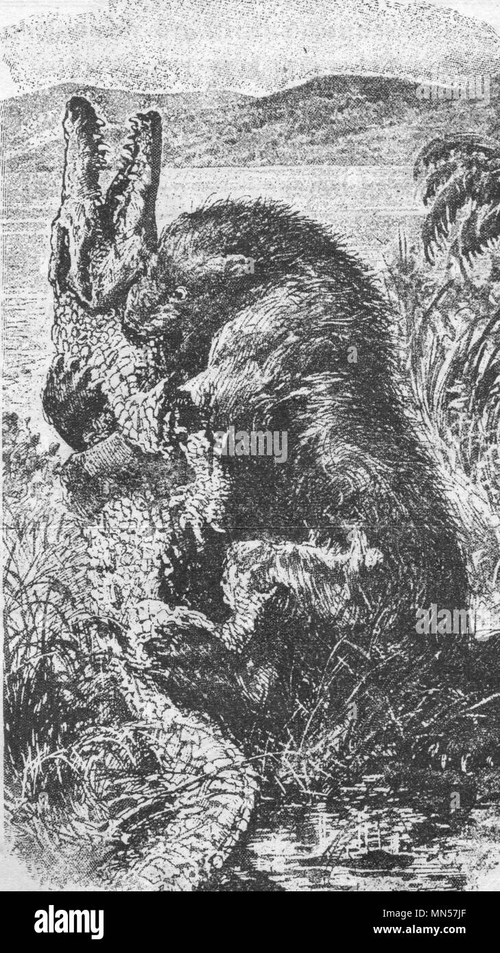 Crocodile Vs Bear