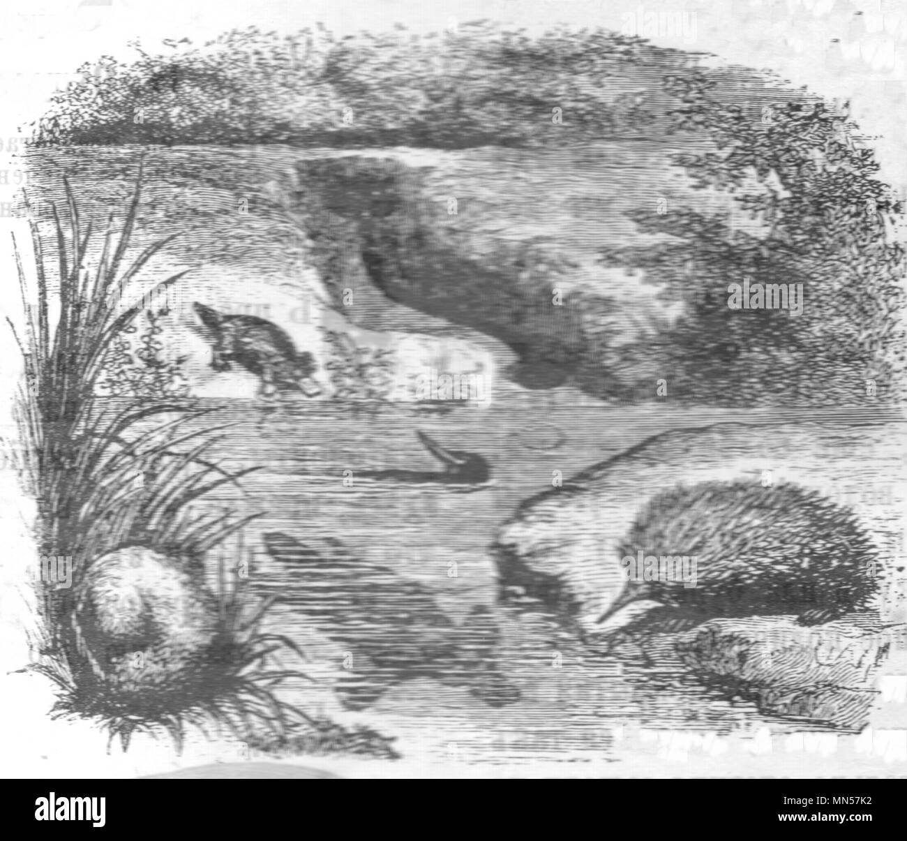 Duckbill hi-res stock photography and images - Alamy