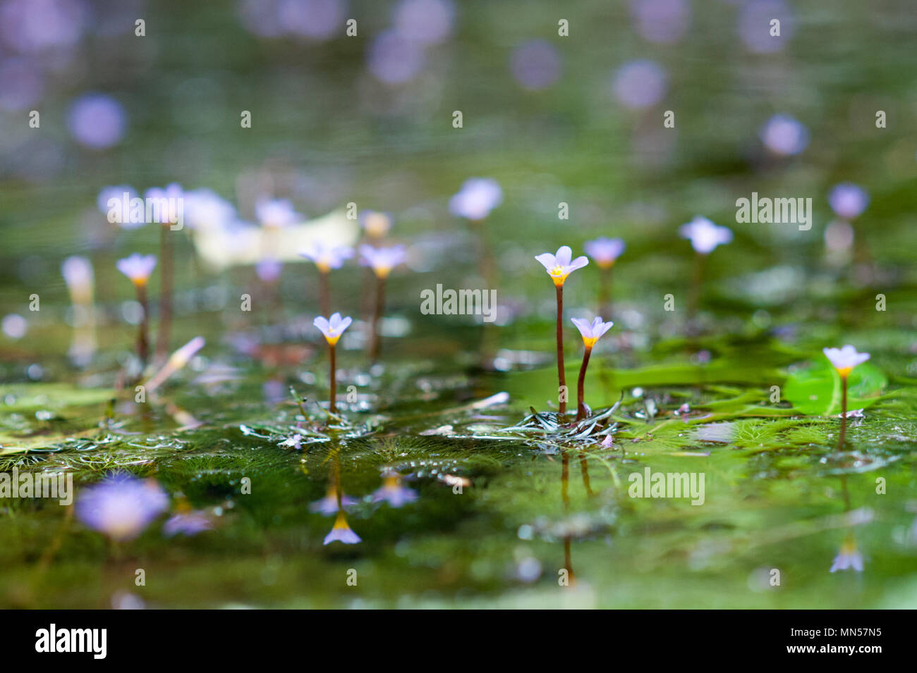 Natural light beautiful scene magnificent pictures Stock Photo - Alamy