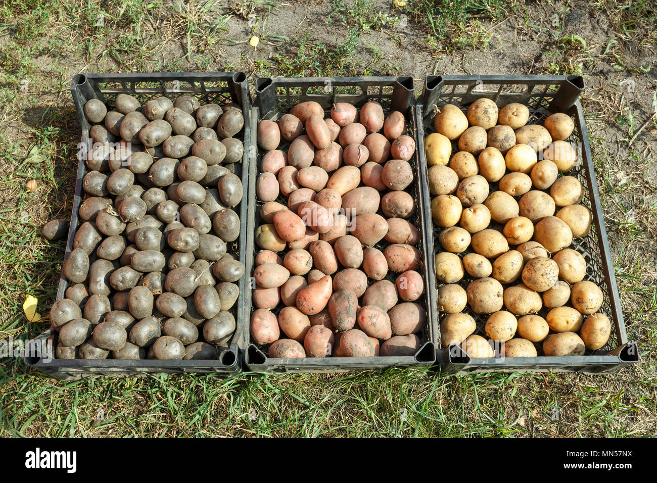 potato crop of different varieties close-up, washed farm potatoes ...