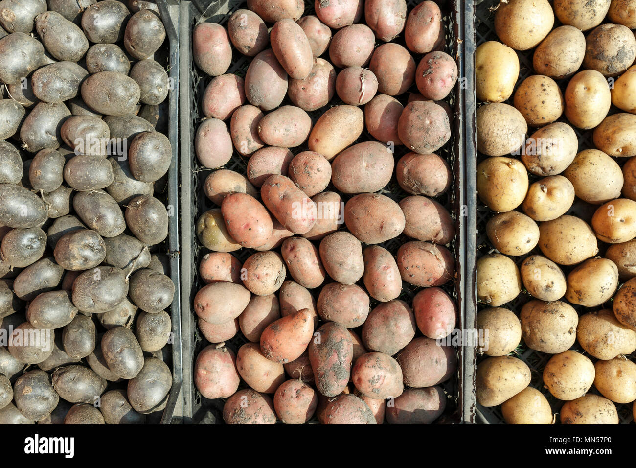 potato crop of different varieties close-up, washed farm potatoes ...