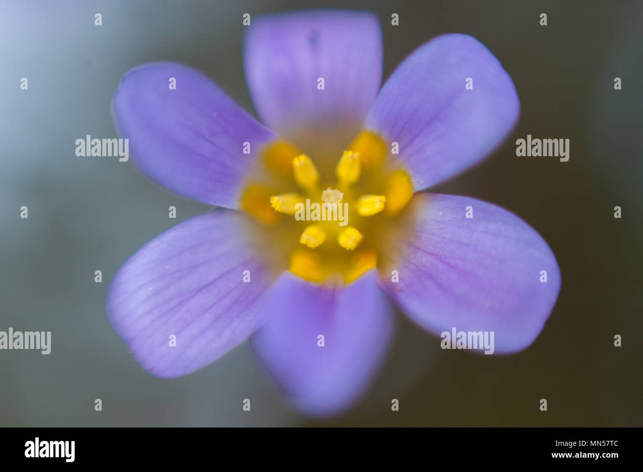 Natural light beautiful scene magnificent pictures Stock Photo - Alamy