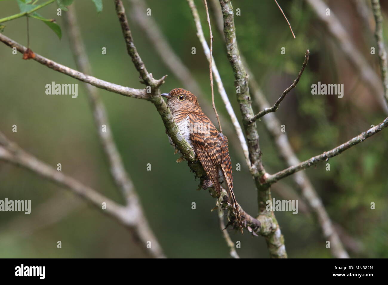 Rusty-breasted cuckoo (Cacomantis sepulcralis) female in Mindanao ...