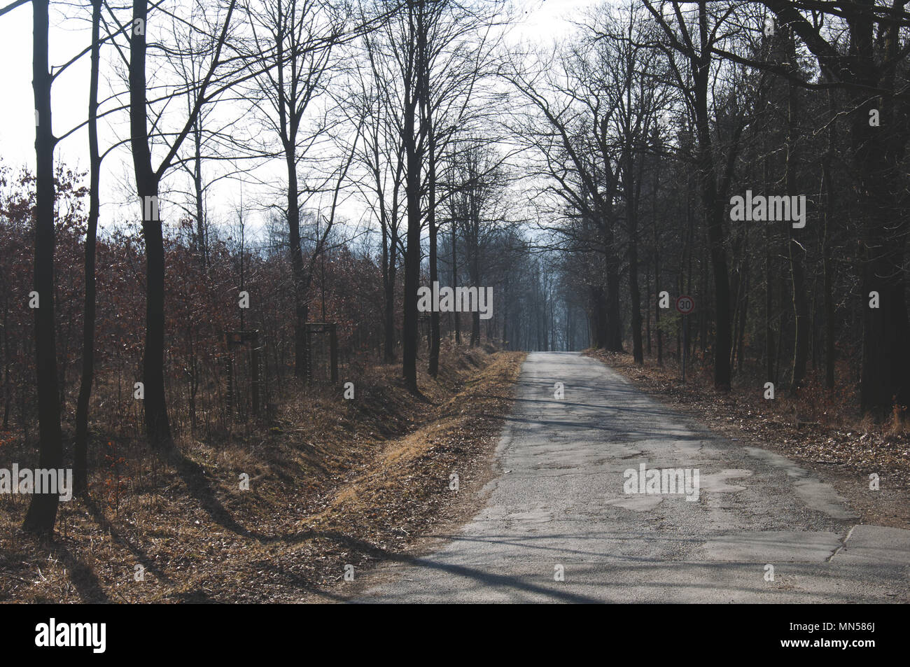 The roadway in the forest with speed limit road sign and alley of bare ...