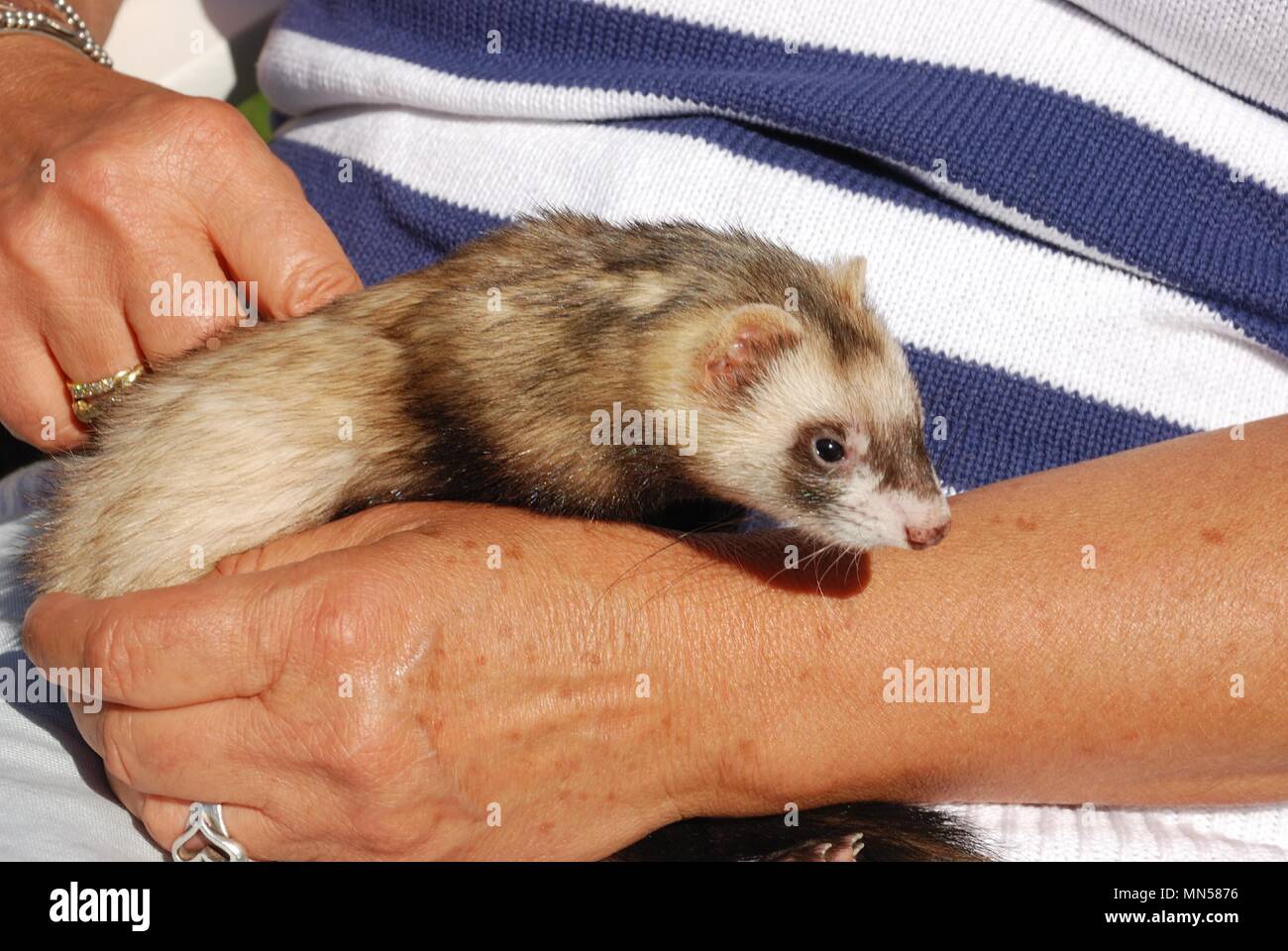 Furet hi-res stock photography and images - Alamy