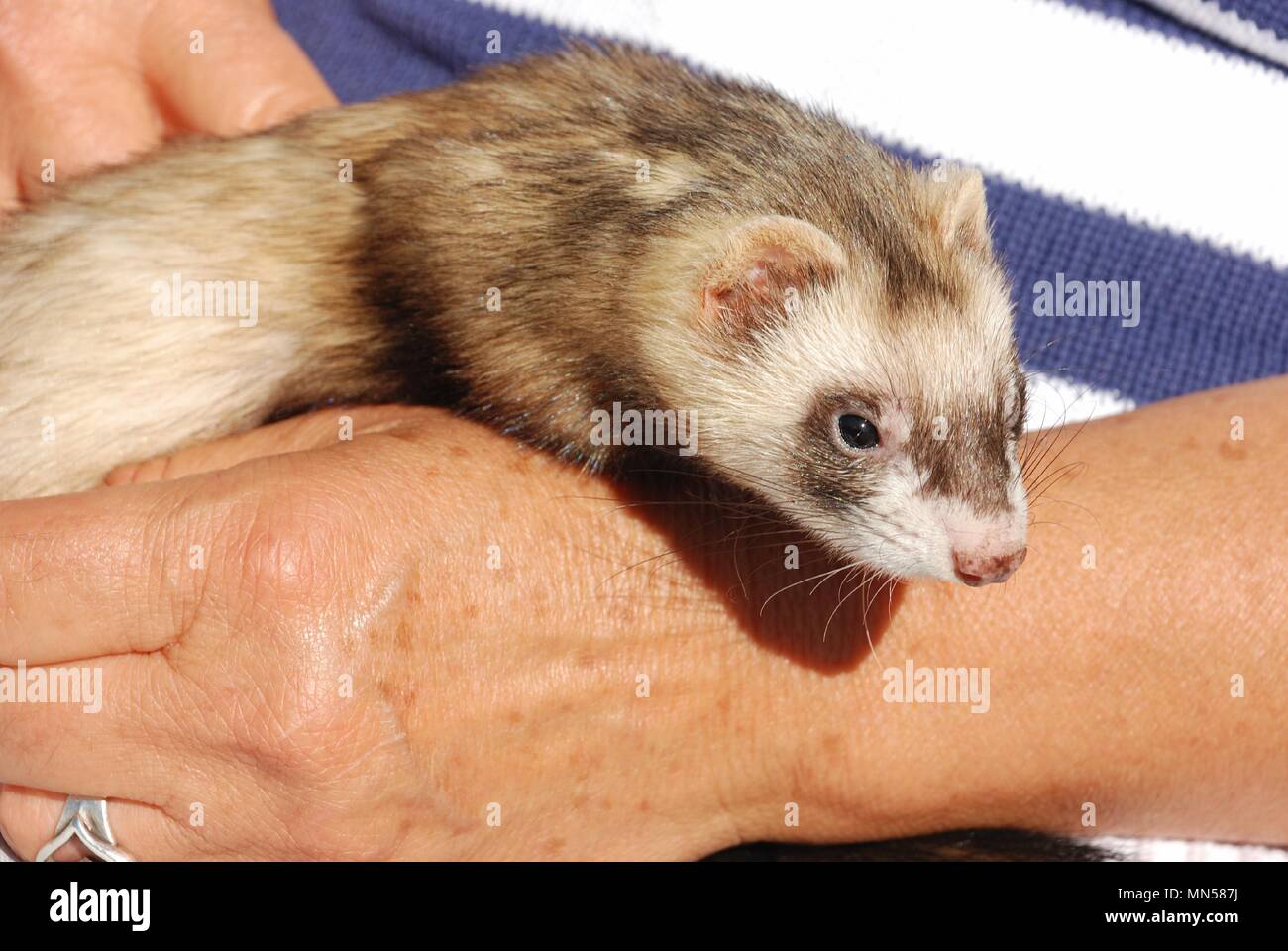 Furet hi-res stock photography and images - Alamy