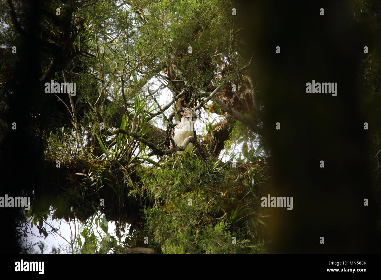 Great Philippine eagle (Pithecophaga jefferyi) in Mindanao, Philippines ...