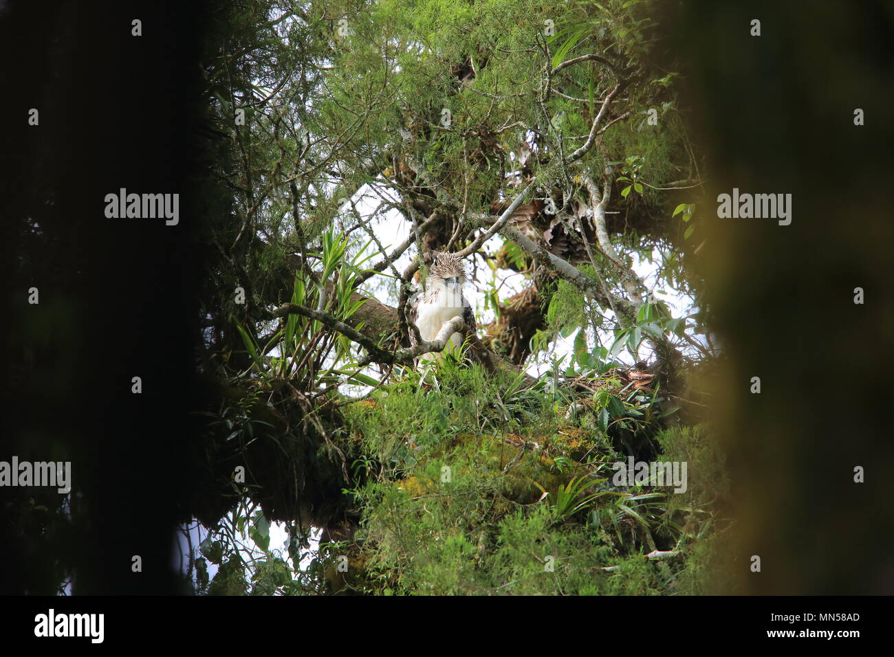 Great Philippine eagle (Pithecophaga jefferyi) in Mindanao, Philippines ...