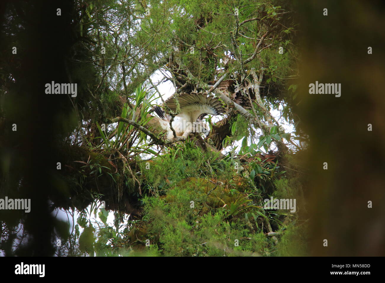 Great Philippine eagle (Pithecophaga jefferyi) in Mindanao, Philippines ...