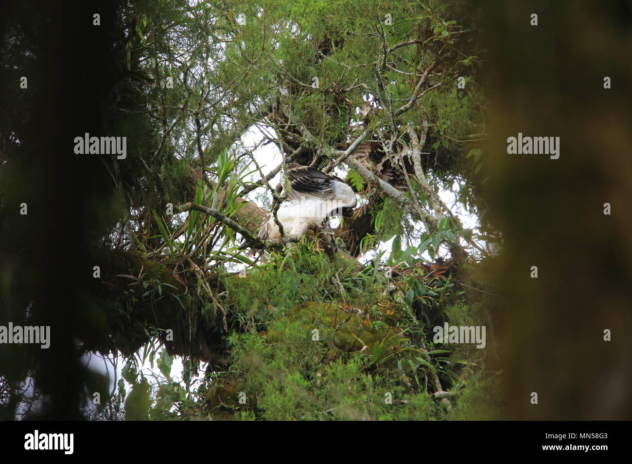 Great Philippine eagle (Pithecophaga jefferyi) in Mindanao, Philippines ...