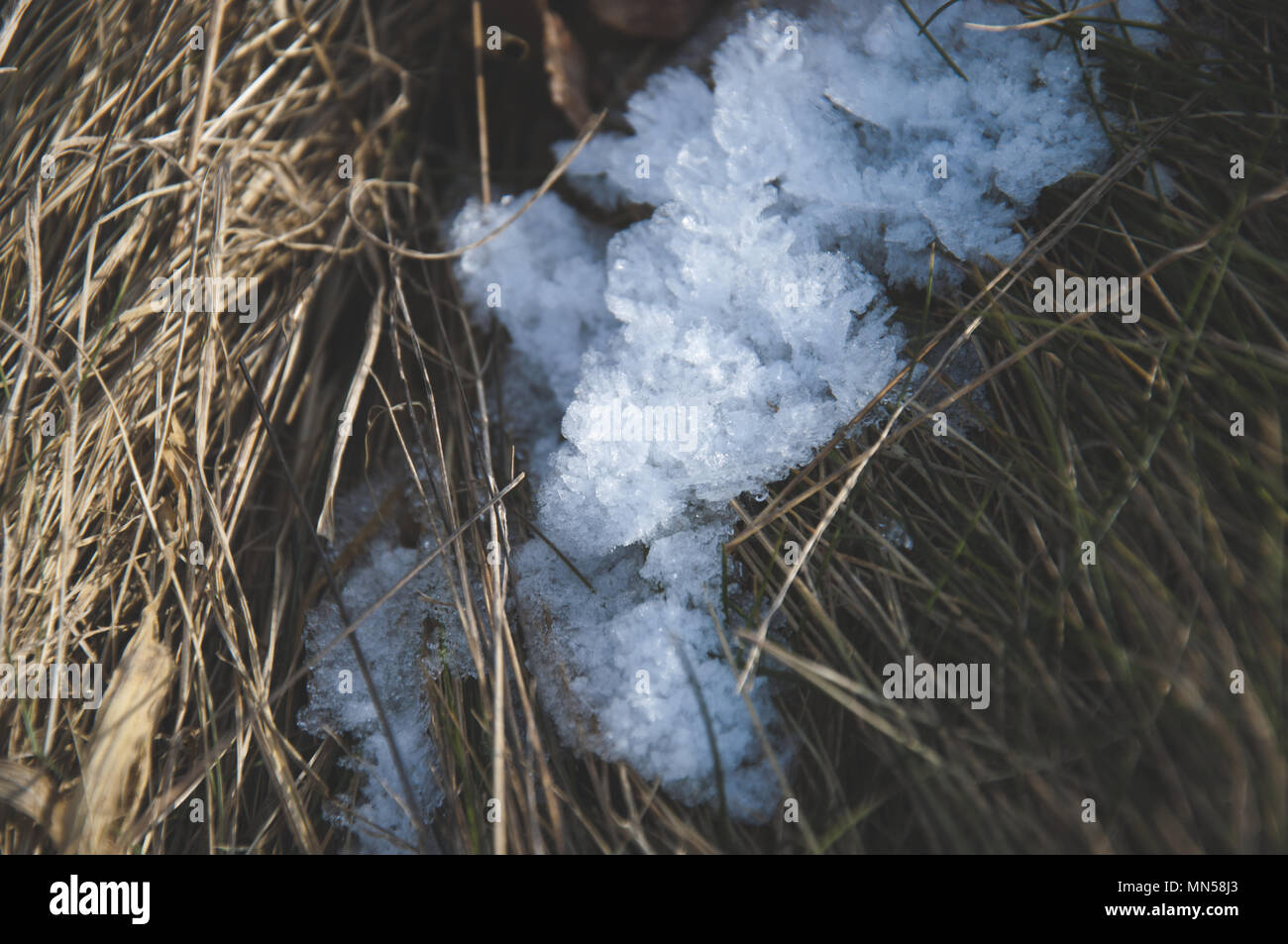 Crystalic structure of ice in the grass. Very detailed Stock Photo - Alamy
