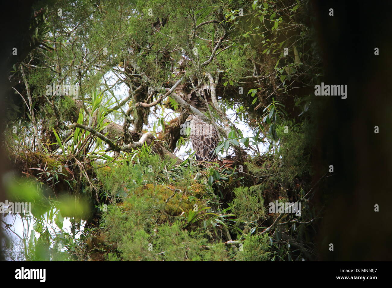Great Philippine eagle (Pithecophaga jefferyi) in Mindanao, Philippines ...