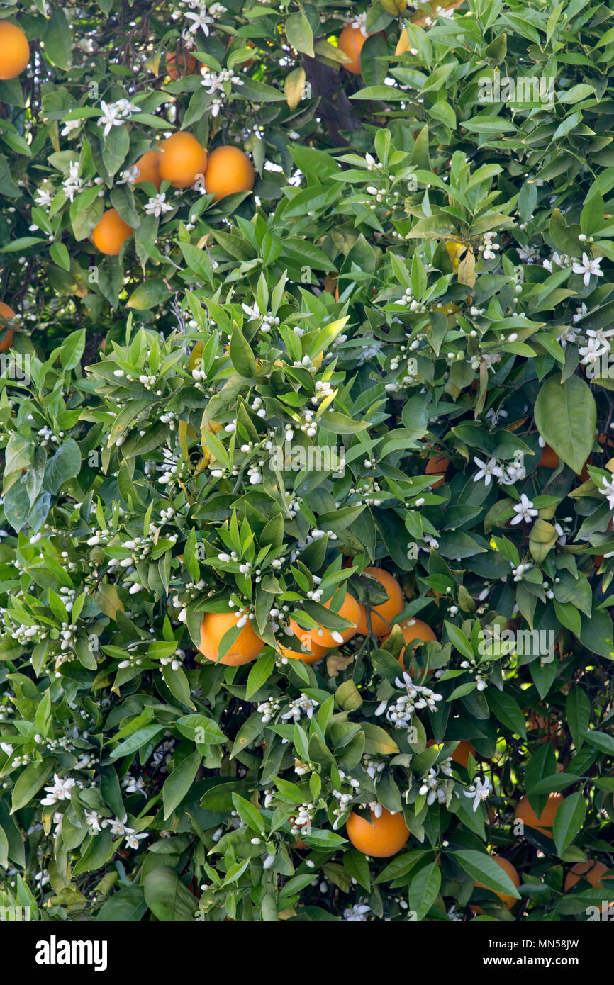 Cutter nucellar Valencia flowering tree, Oranges 'Citrus sinensis ...