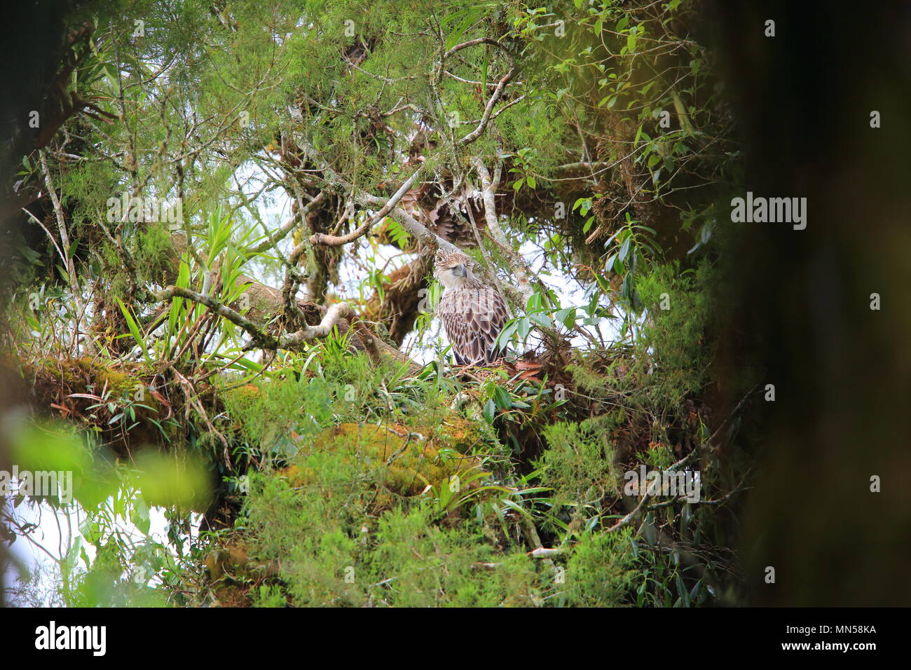 Great Philippine eagle (Pithecophaga jefferyi) in Mindanao, Philippines ...