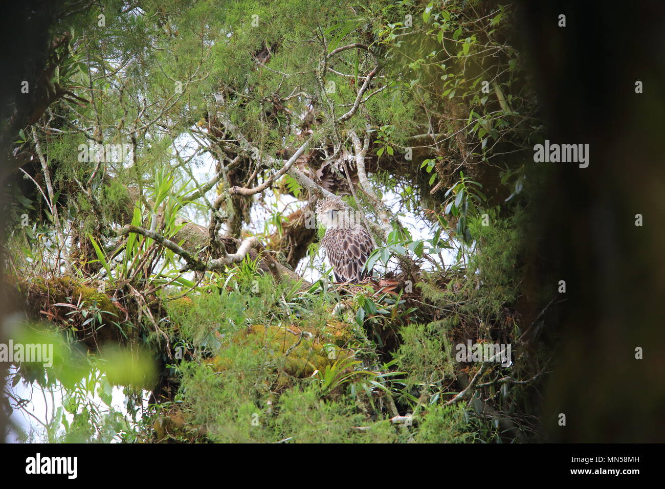 Great Philippine eagle (Pithecophaga jefferyi) in Mindanao, Philippines ...