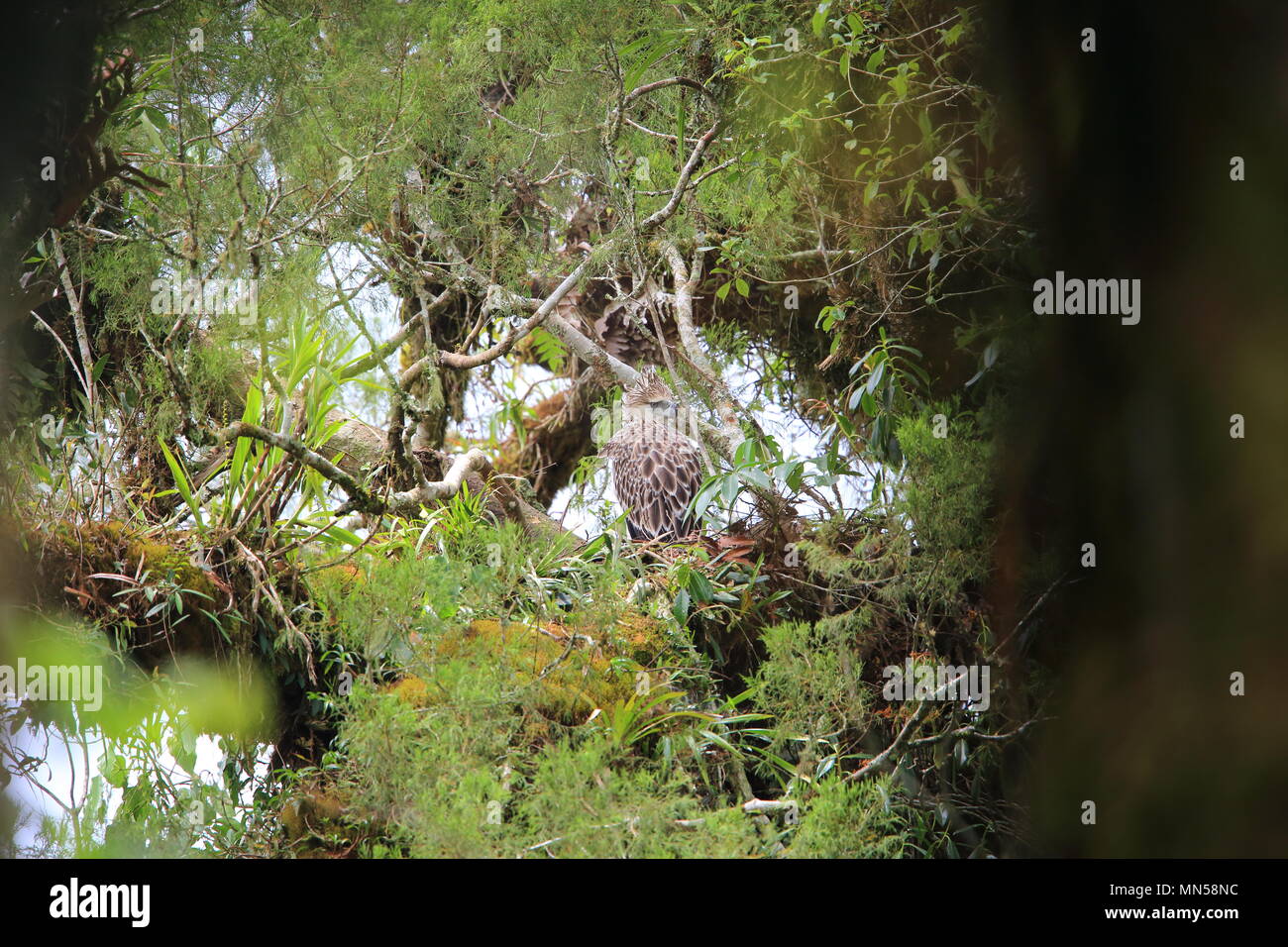 Great Philippine eagle (Pithecophaga jefferyi) nesting in Mindanao ...
