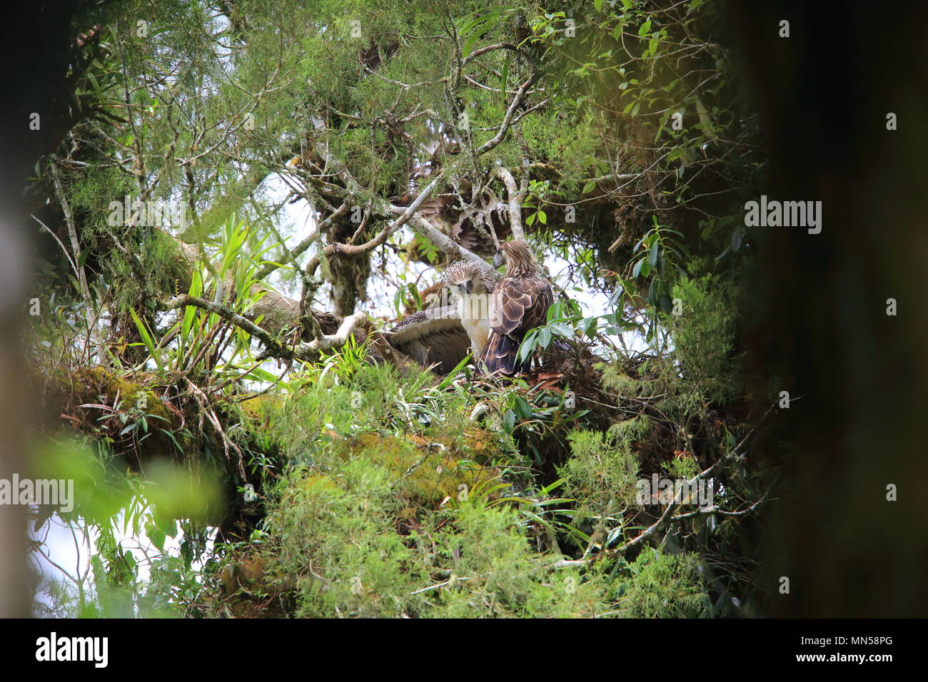 Great Philippine eagle (Pithecophaga jefferyi) nesting in Mindanao ...