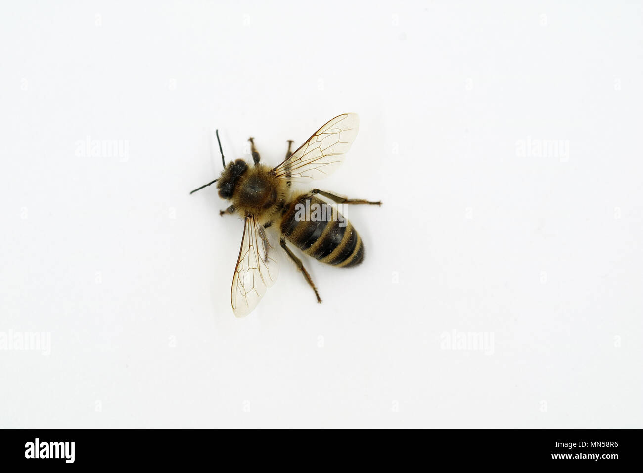 Macro bug top view hi-res stock photography and images - Alamy