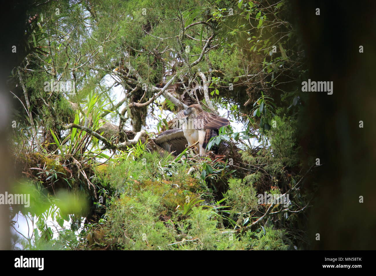 Great Philippine eagle (Pithecophaga jefferyi) in Mindanao, Philippines ...