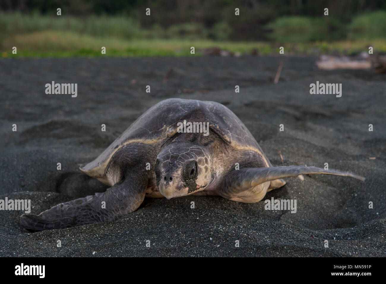 Olive Ridley Green Turtle, Lepidochelys olivacea, during spawning ...