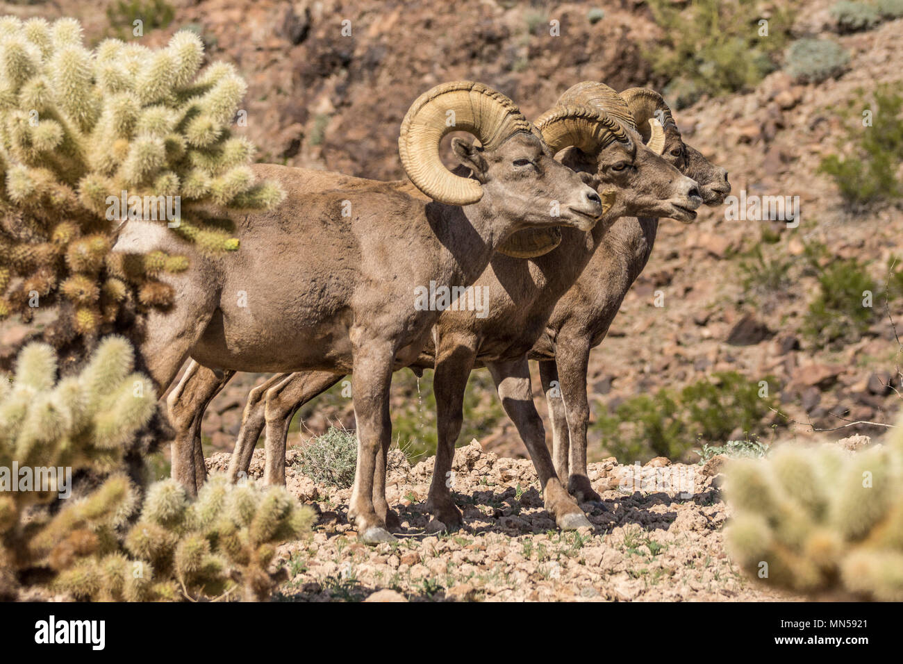 Three Big Horn Rams standing in a row Stock Photo - Alamy