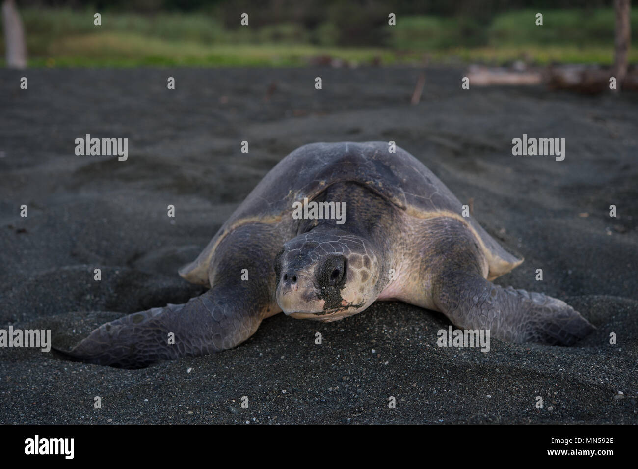 Olive Ridley Green Turtle, Lepidochelys olivacea, during spawning ...