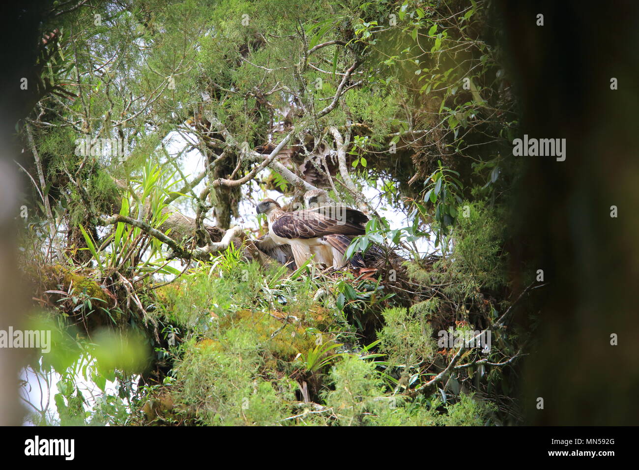 Philippine eagle nest hi-res stock photography and images - Alamy