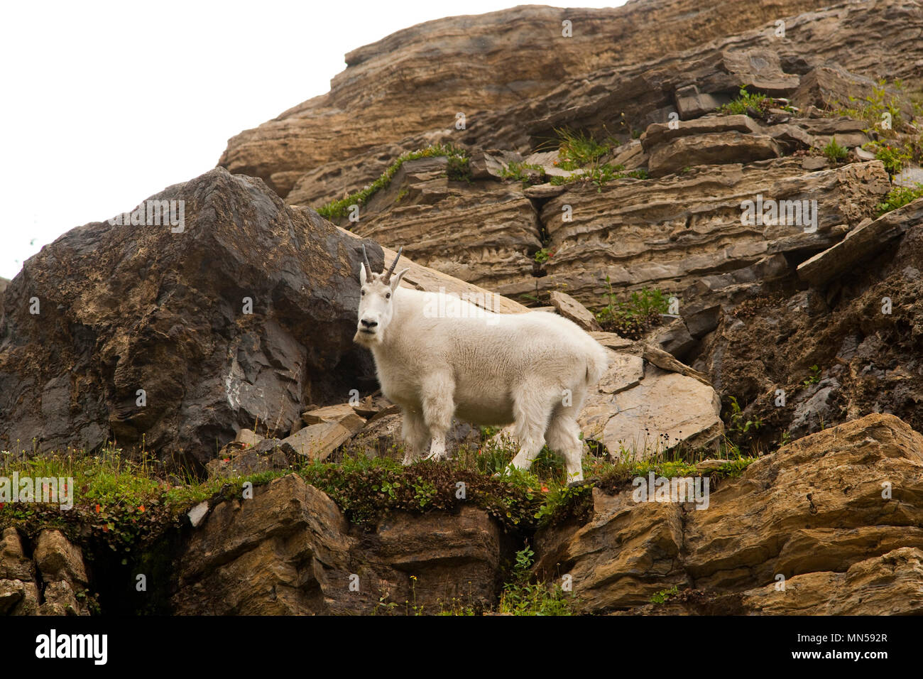 Goat standing on a ledge hi-res stock photography and images - Alamy