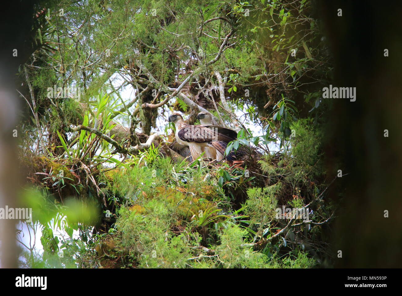 Great Philippine eagle (Pithecophaga jefferyi) in Mindanao, Philippines ...