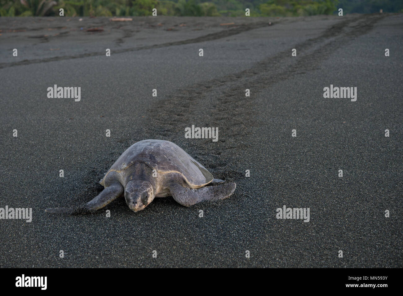 Olive Ridley Green Turtle, Lepidochelys olivacea, during spawning ...