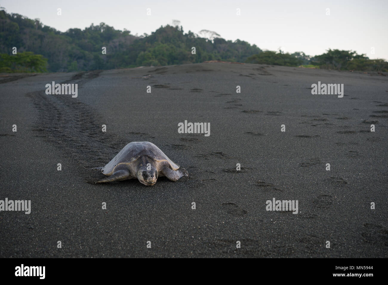 Olive Ridley Green Turtle, Lepidochelys olivacea, during spawning ...
