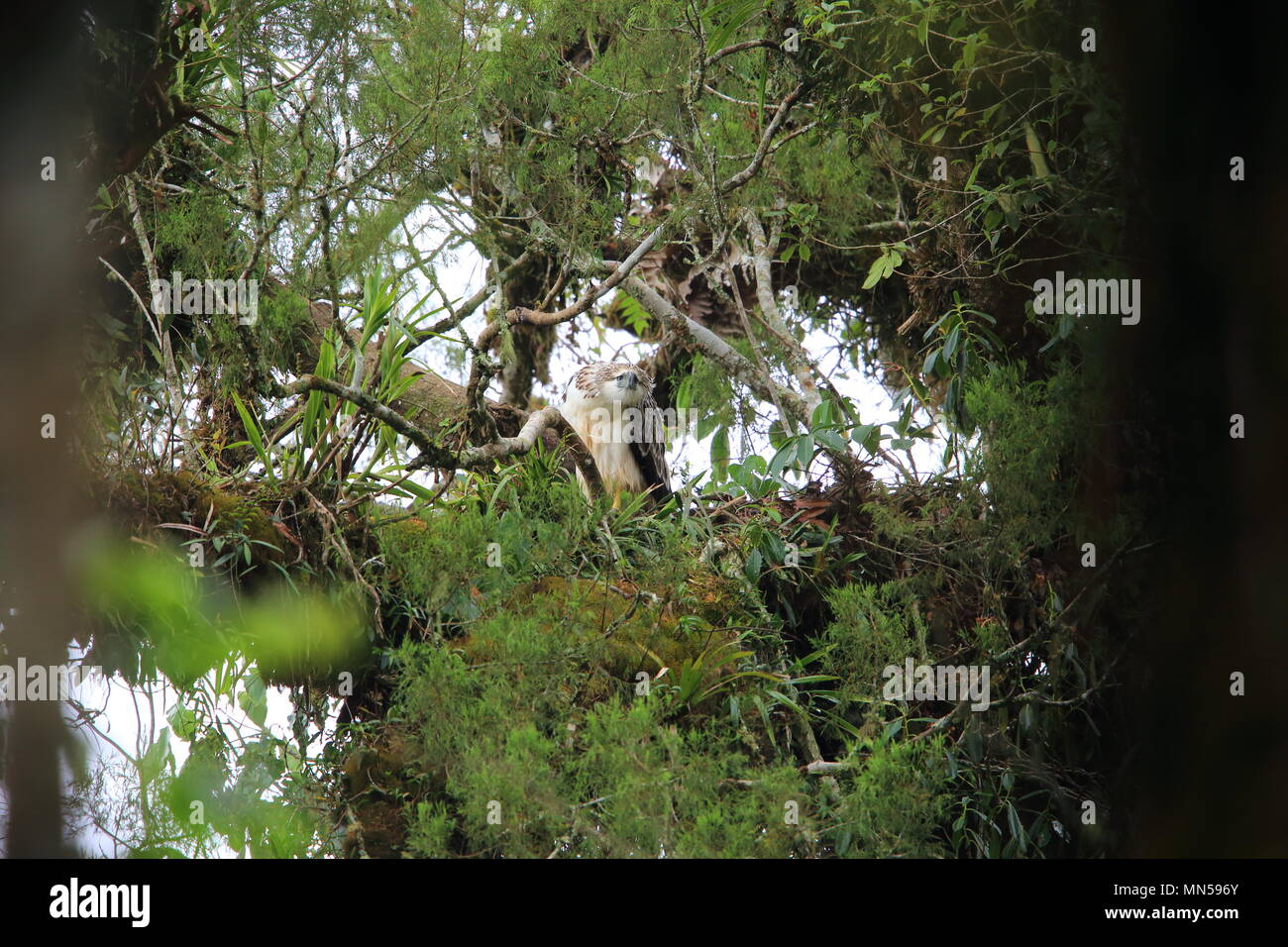 Great Philippine eagle (Pithecophaga jefferyi) nesting in Mindanao ...