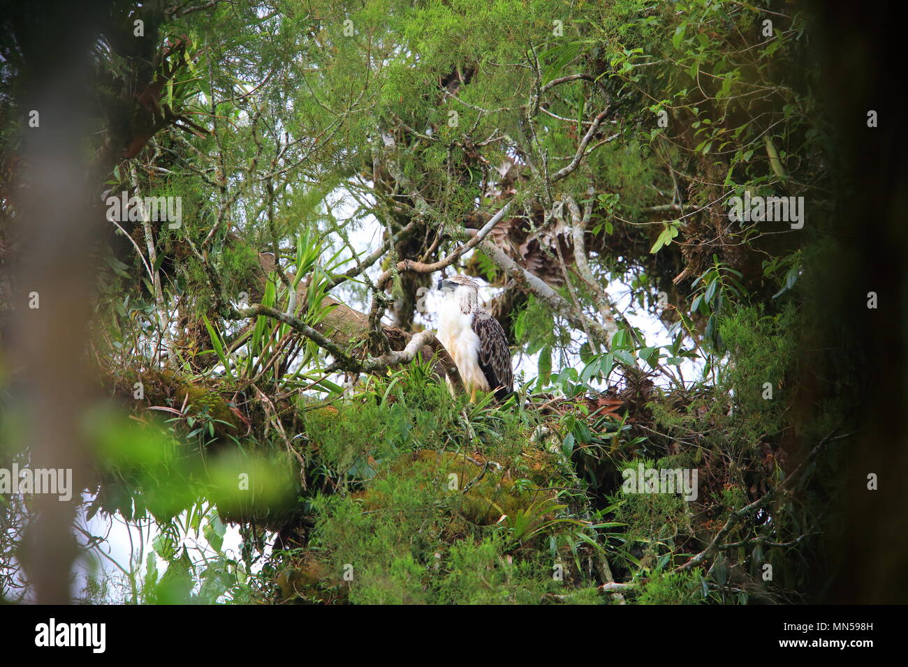 Great Philippine eagle (Pithecophaga jefferyi) nesting in Mindanao ...
