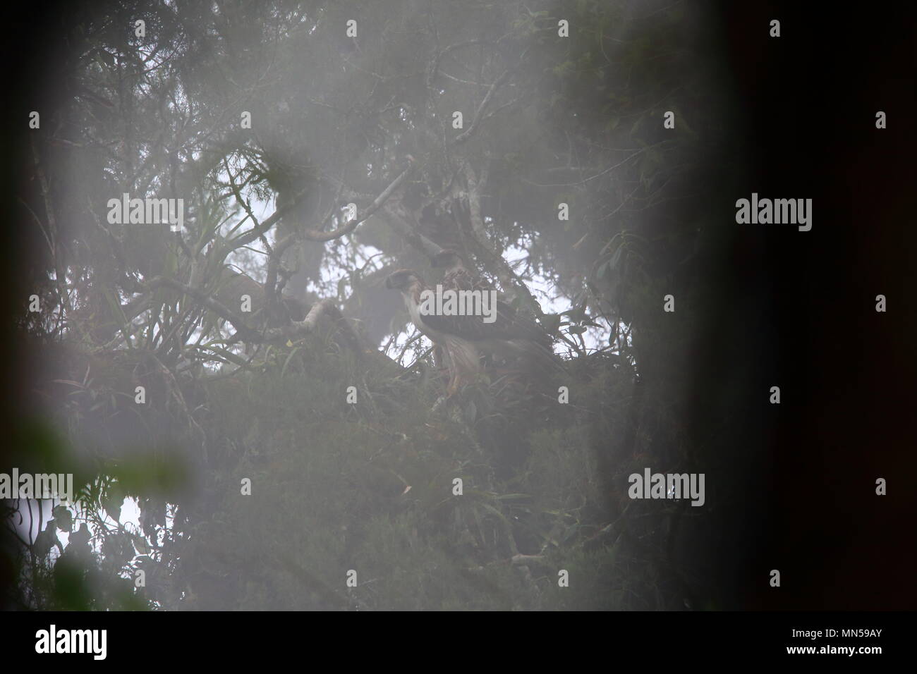 Great Philippine eagle (Pithecophaga jefferyi) nesting in Mindanao ...