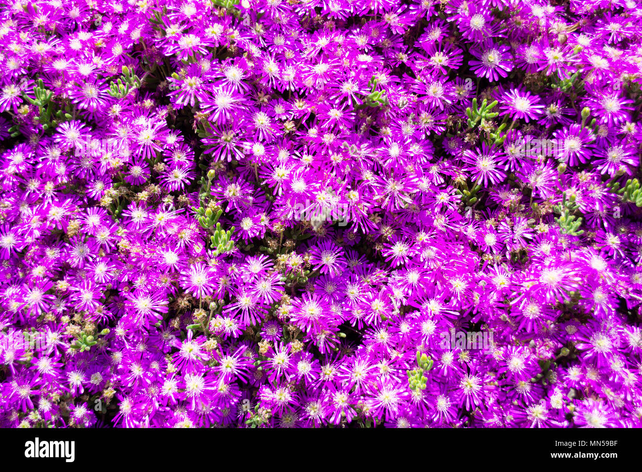 Hardy ice plant hi-res stock photography and images - Alamy