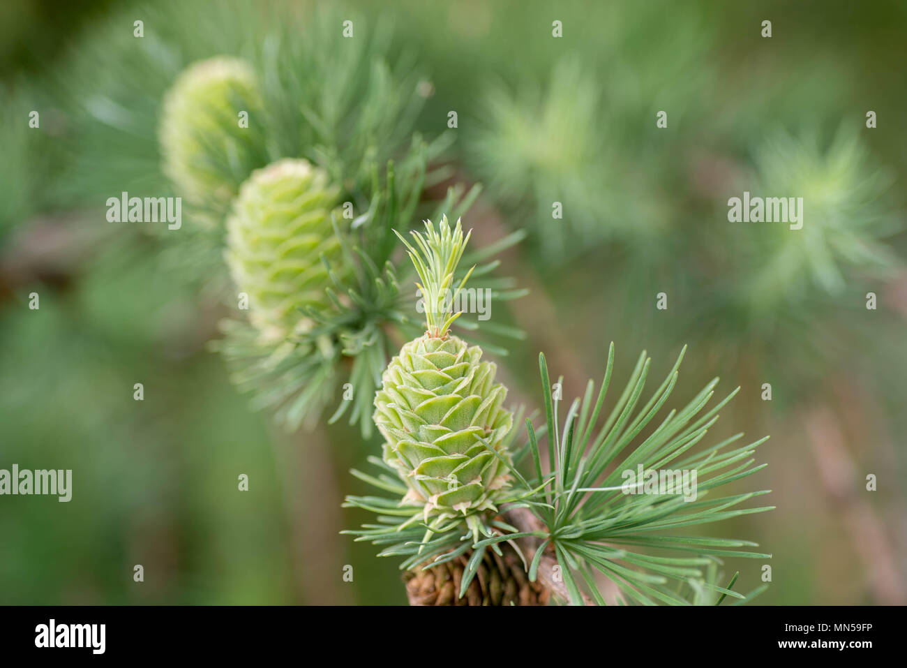 Spring larch twig cones hi-res stock photography and images - Alamy