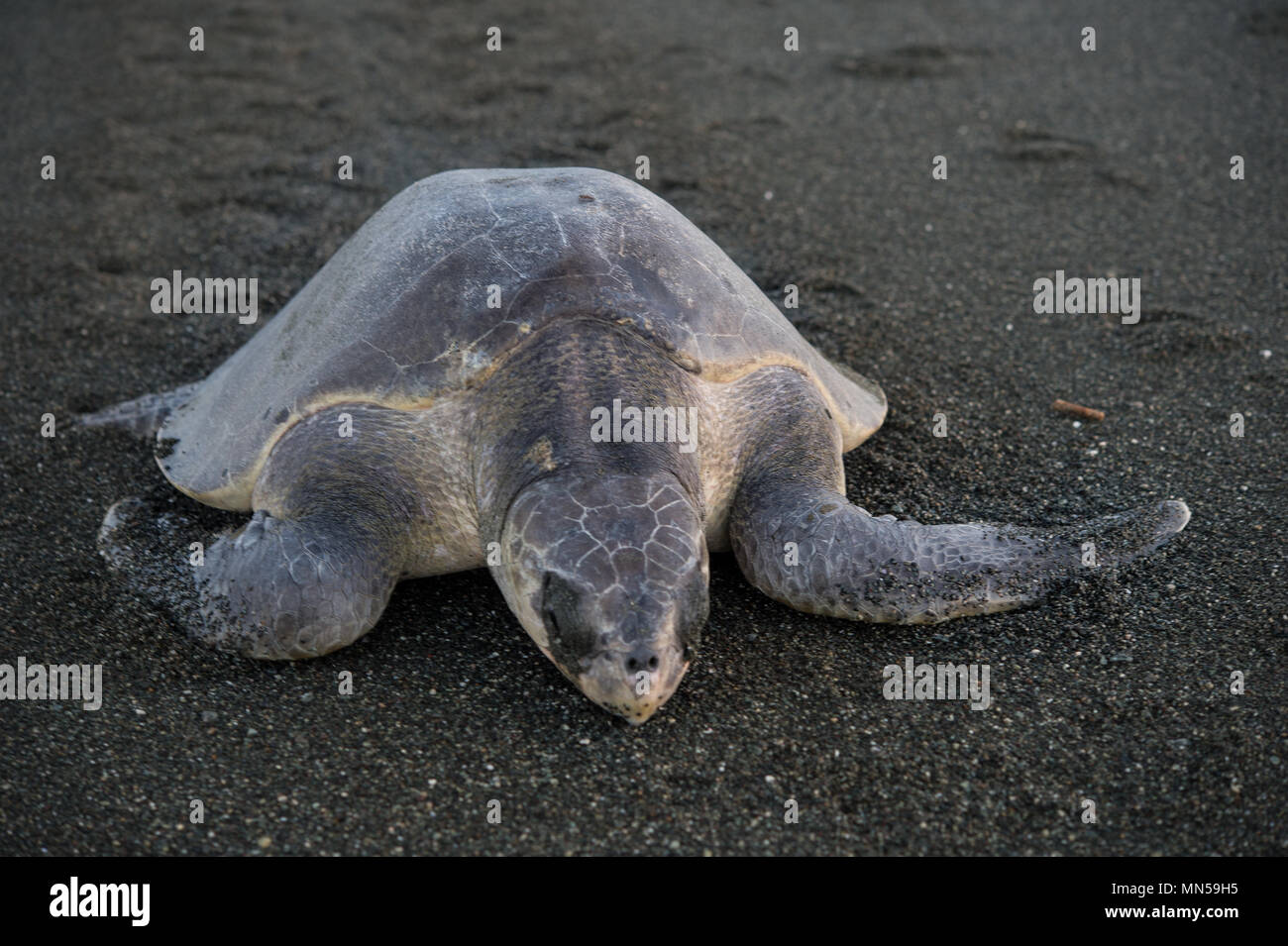Olive Ridley Green Turtle, Lepidochelys olivacea, during spawning ...