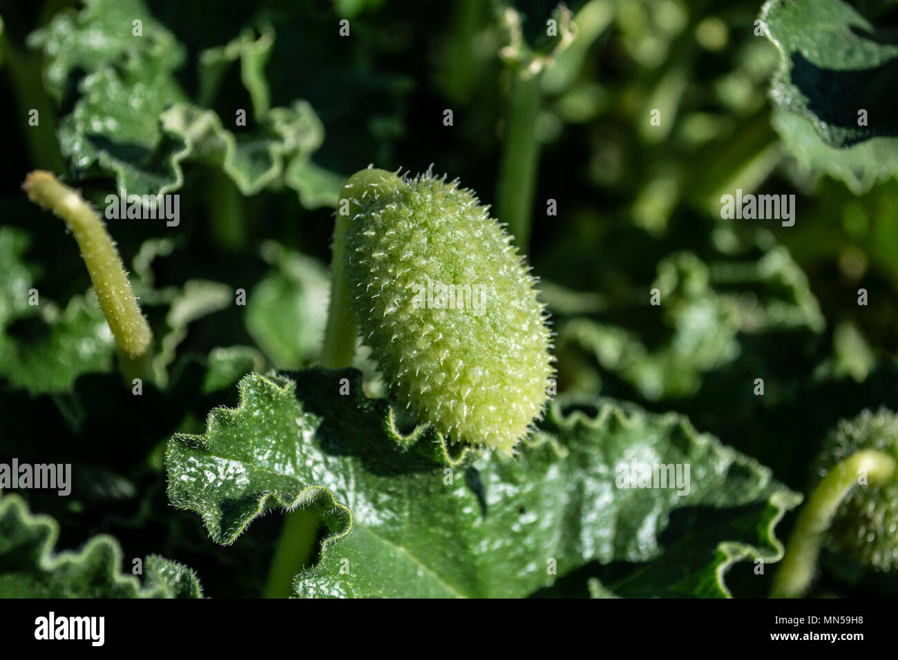 Unopened poppy hi-res stock photography and images - Alamy