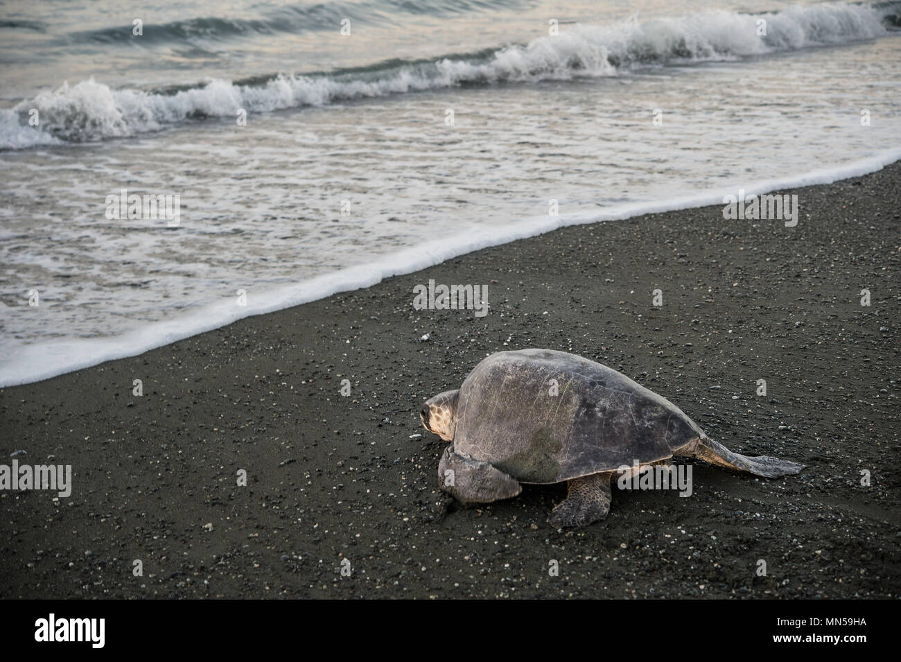 Cheloniidae hi-res stock photography and images - Alamy