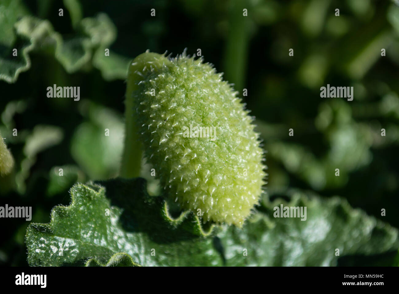 Unopened poppy hi-res stock photography and images - Alamy